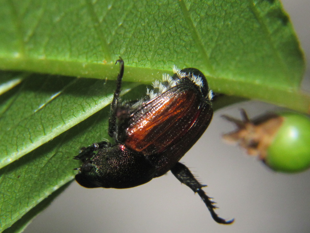 Japanese Beetle from PG2C+F45, Big Rapids Twp, MI 49307 on September 15 ...