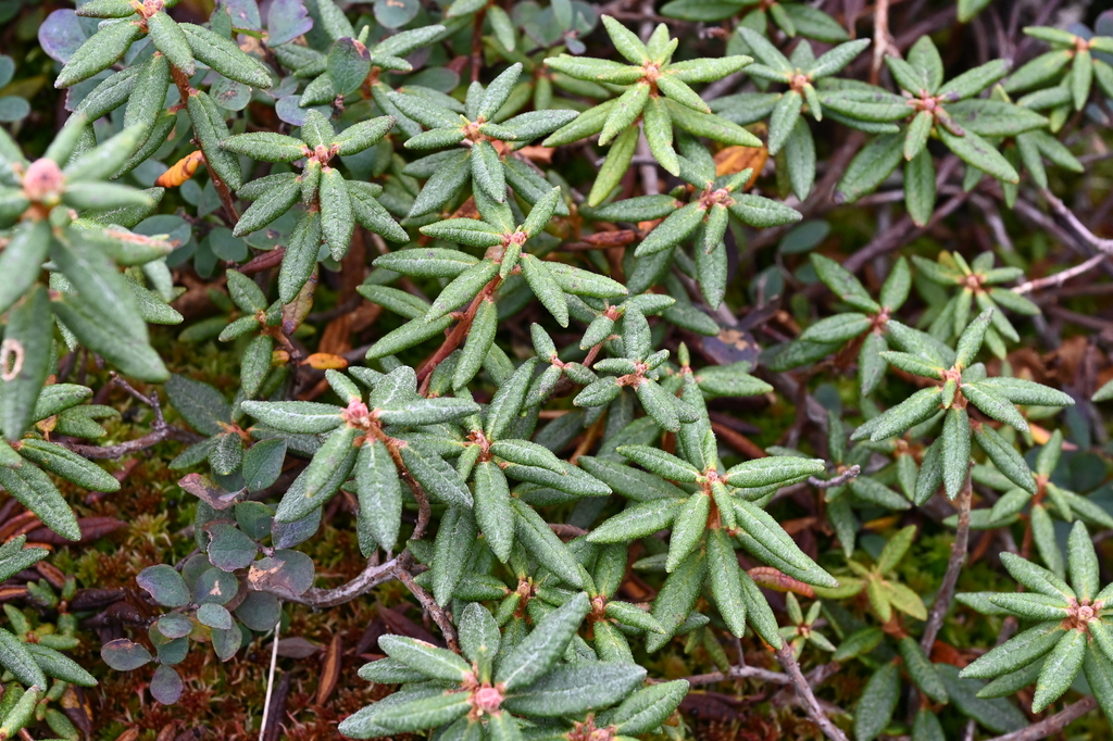 Bog Labrador Tea from Essex County, NY, USA on September 16, 2023 at 11 ...