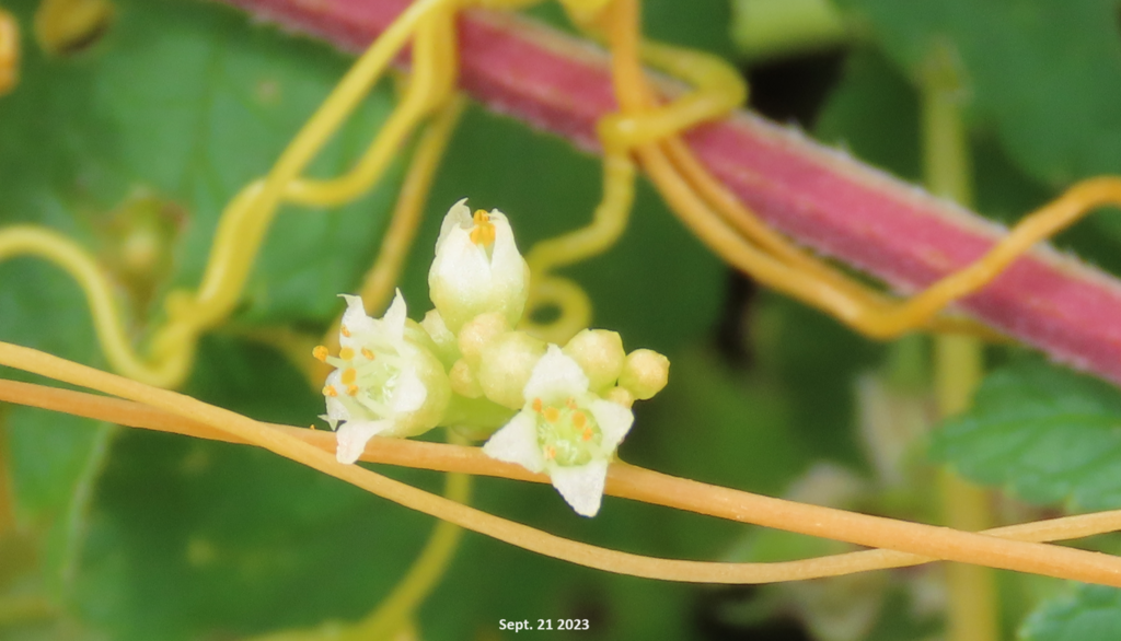 Cuscuta australis from Anheung-myeon, Hoengseong-gun, Gangwon-do, South ...