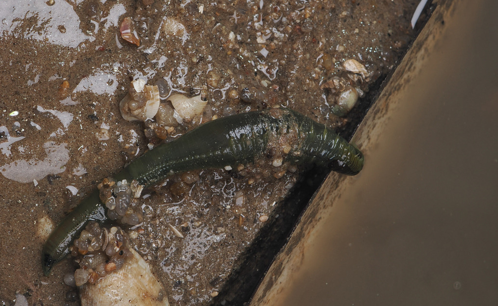 Spaghetti Worms from 中国福建省厦门市思明区 on March 23, 2023 at 08:21 PM by 渔喵 ...