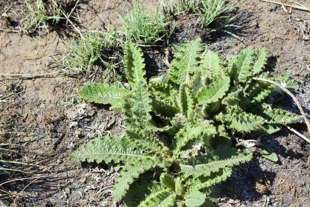 Rasp African Thistle from West Rand District Municipality, South Africa ...