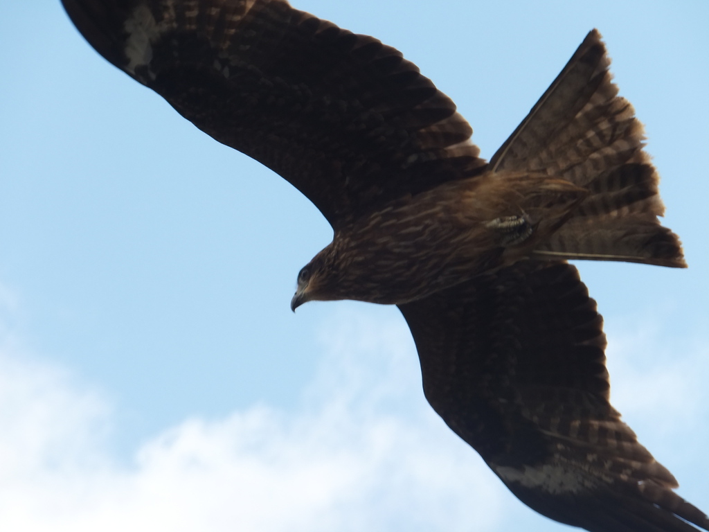 Black Kite from 日本、〒899-0435 鹿児島県出水市荘 on February 6, 2013 at 11:28 AM ...