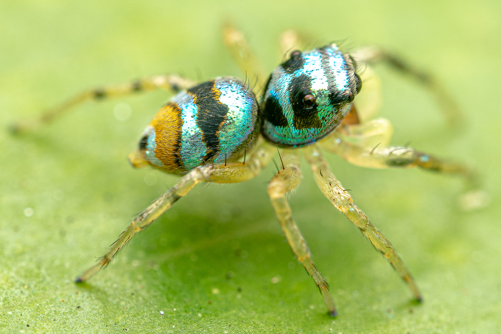 Banded Phintella from Гангодавила Юг, Nugegoda, Шри-Ланка on September 21, 2023 at 02:50 PM by ...