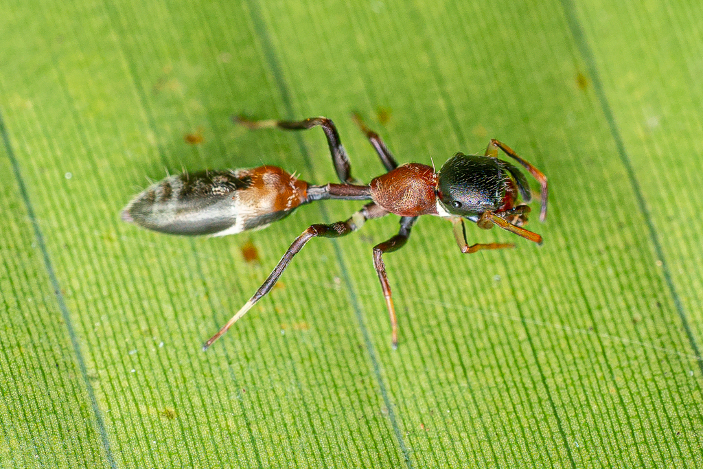 Bicolor Ant Mimick Jumping Spider from Гангодавила Юг, Nugegoda, Шри ...
