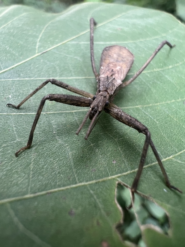 Stenopoda spinulosa in September 2023 by mywildbackyard · iNaturalist
