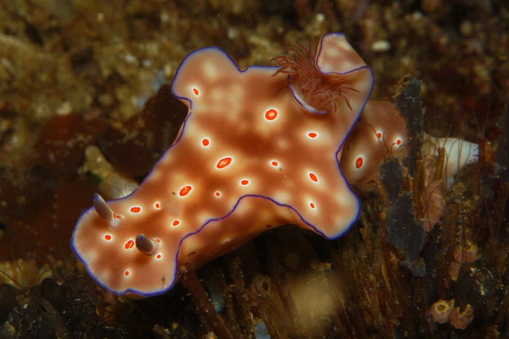 Three-lobed T-bar Nudibranch (Nudibranchs and Sea Slugs of Indonesia ...