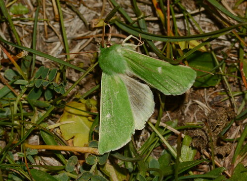 Isochlora viridis · iNaturalist