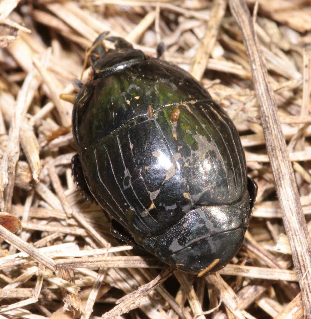 Pachylister inaequalis from Aba, 8127 Magyarország on May 4, 2023 at 10 ...