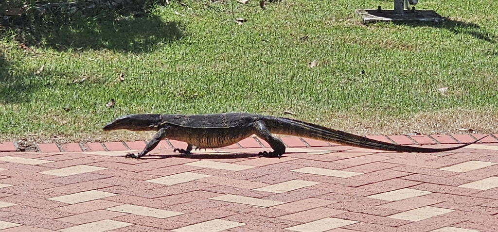 Southeast Asian Water Monitor from Southern Islands, Singapore on ...
