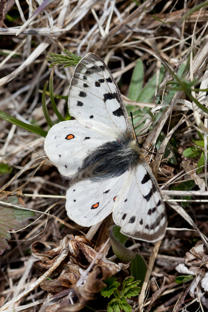 Parnassius tenedius from Монды on June 5, 2012 at 12:15 PM by ...