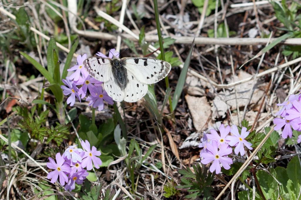 Parnassius tenedius from Монды on June 5, 2012 at 01:20 PM by ...