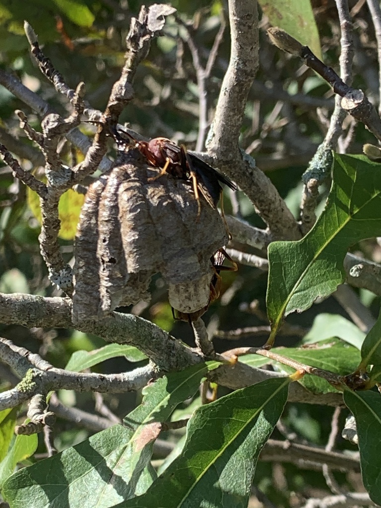 Metric Paper Wasp from E Edgerton St, Dunn, NC, US on September 9, 2023 ...