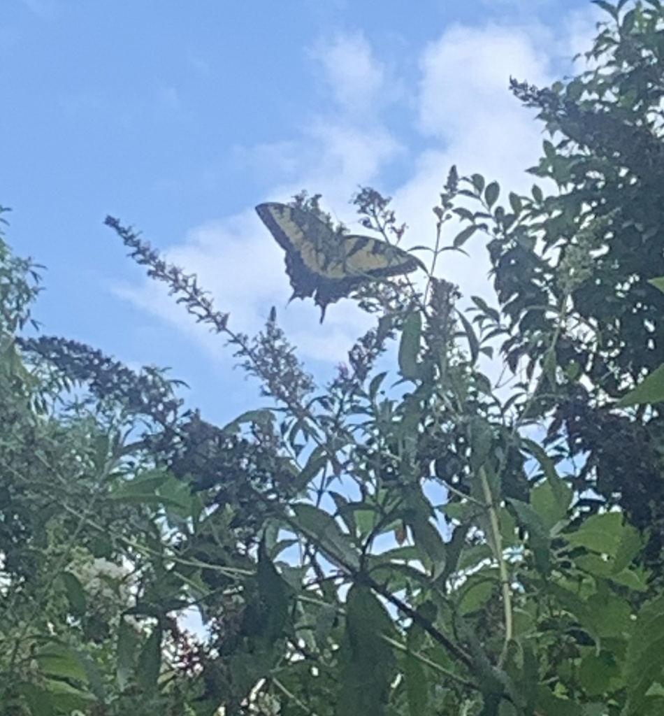 Eastern Tiger Swallowtail from Meredith College, Raleigh, NC, US on ...