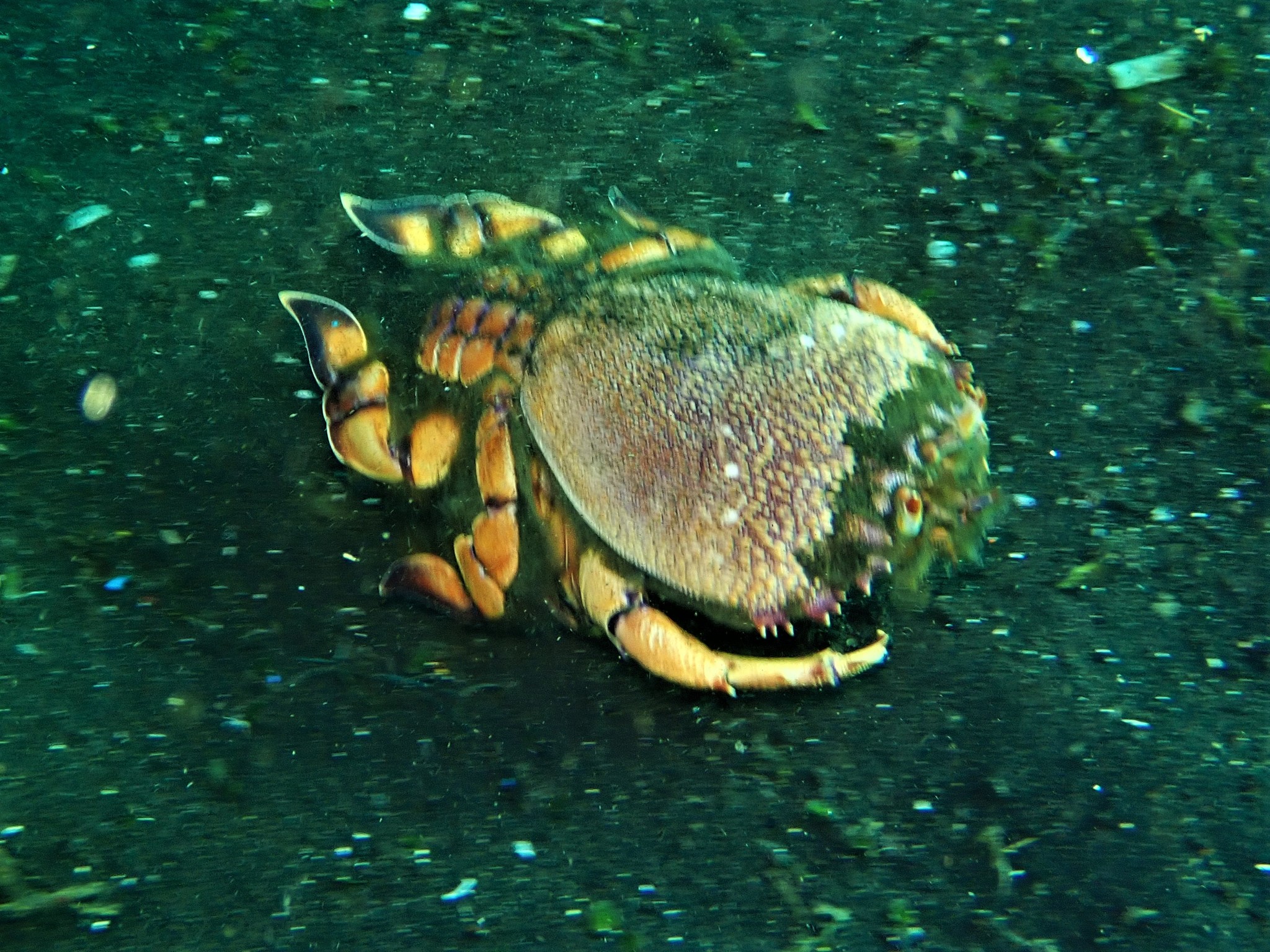 Ranina ranina (Linnaeus, 1758)