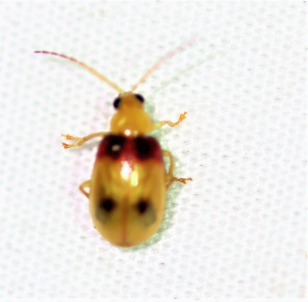 Red-shouldered Leaf Beetle from Harrington, New South Wales, Australia ...