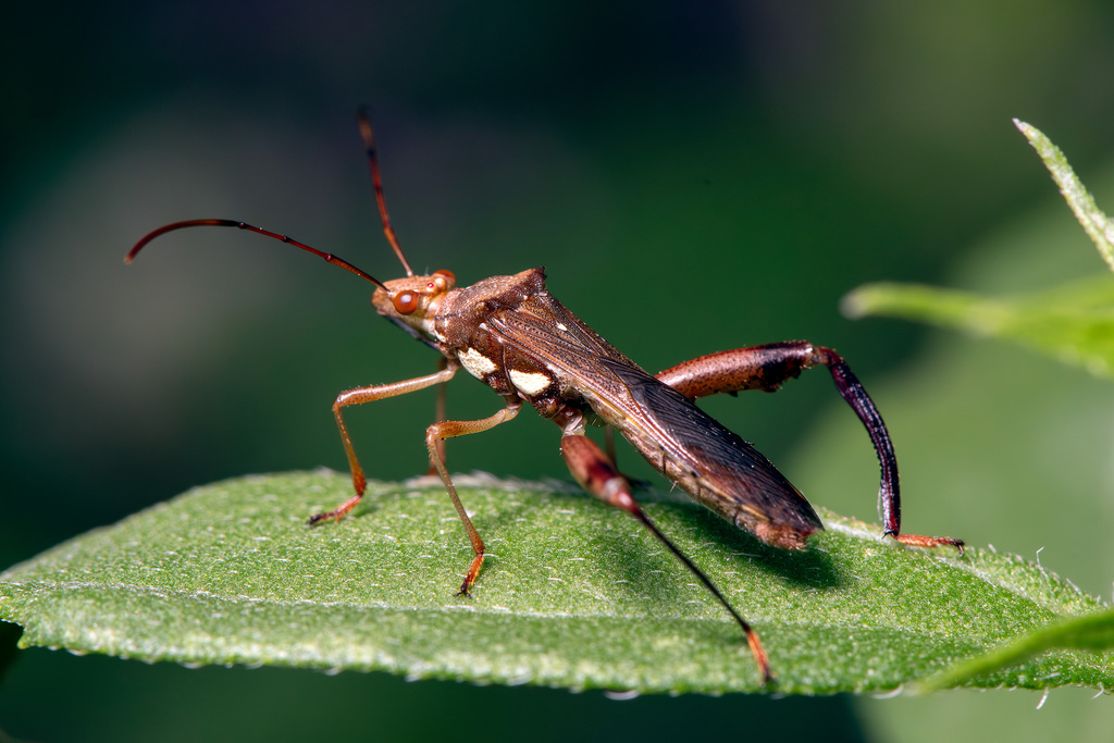 Texas Bow-legged Bug from Lewisville, TX, USA on September 20, 2023 at ...