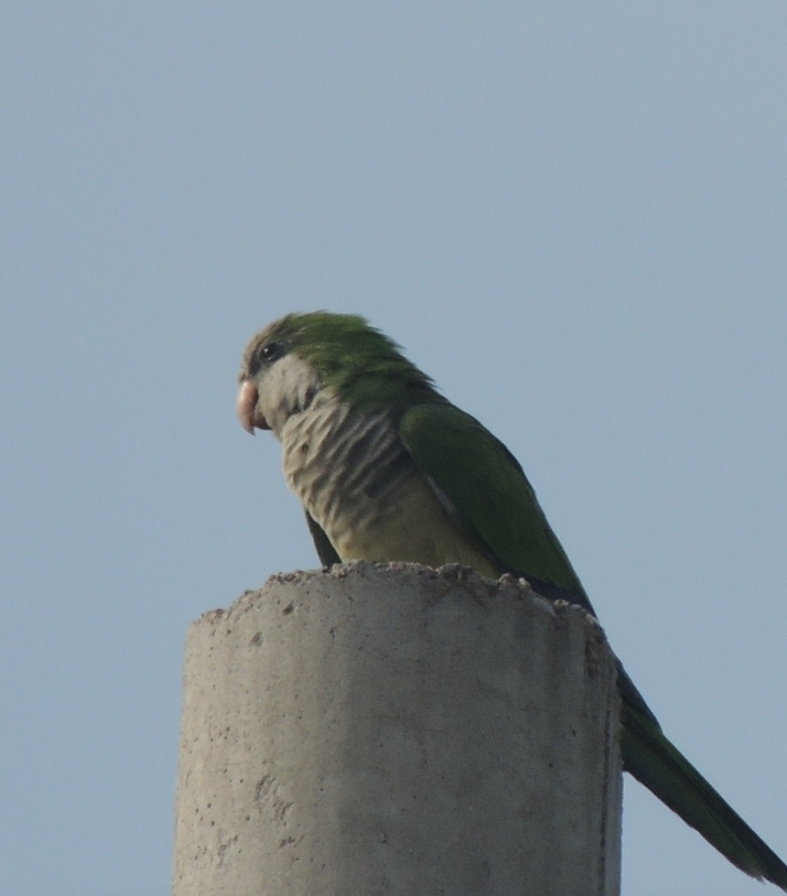 Monk Parakeet from 38086 Gto., México on September 17, 2023 at 07:56 AM ...
