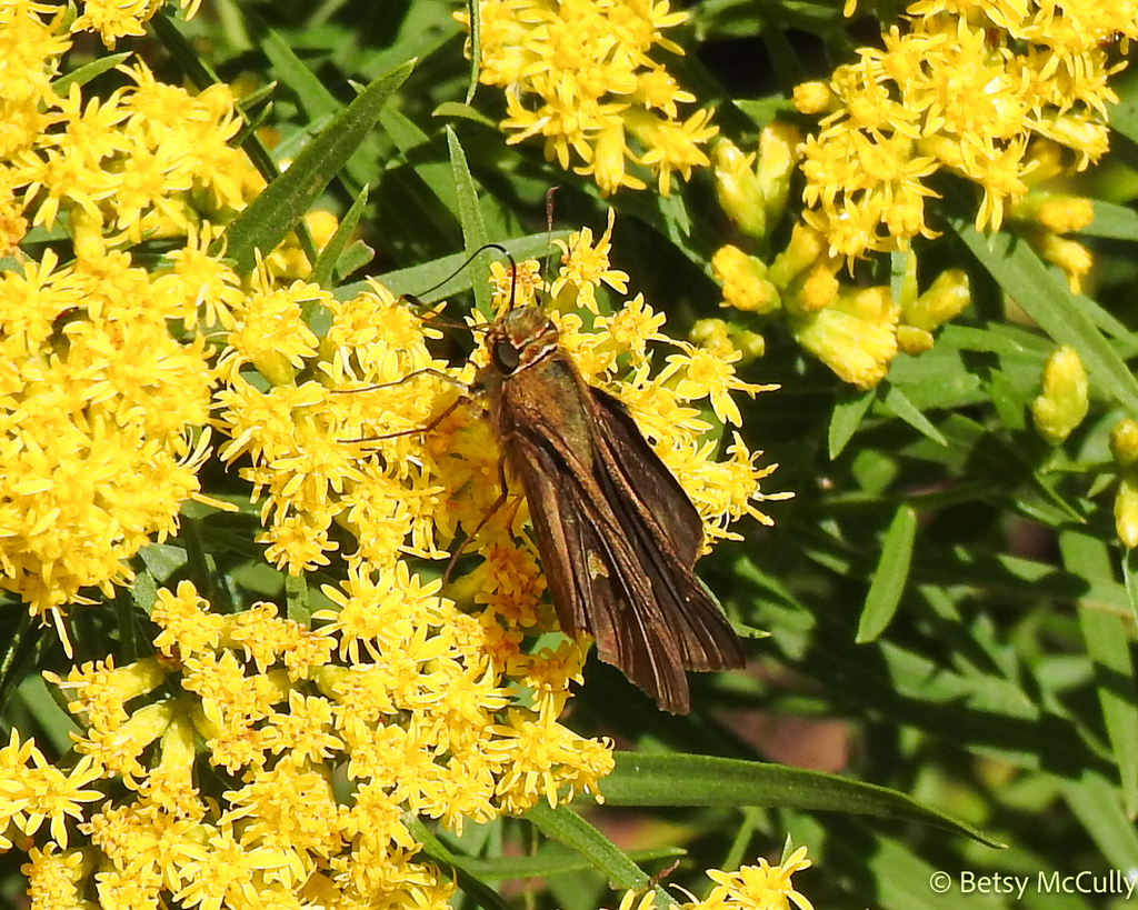 Grass Skippers from Montauk, NY 11954, USA on September 20, 2023 at 08: ...