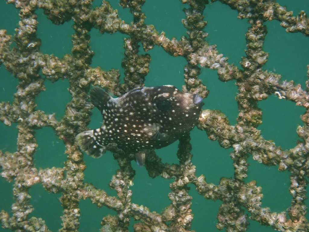 Spotted Oceanic Triggerfish (Canthidermis maculata) - Marine Life ...