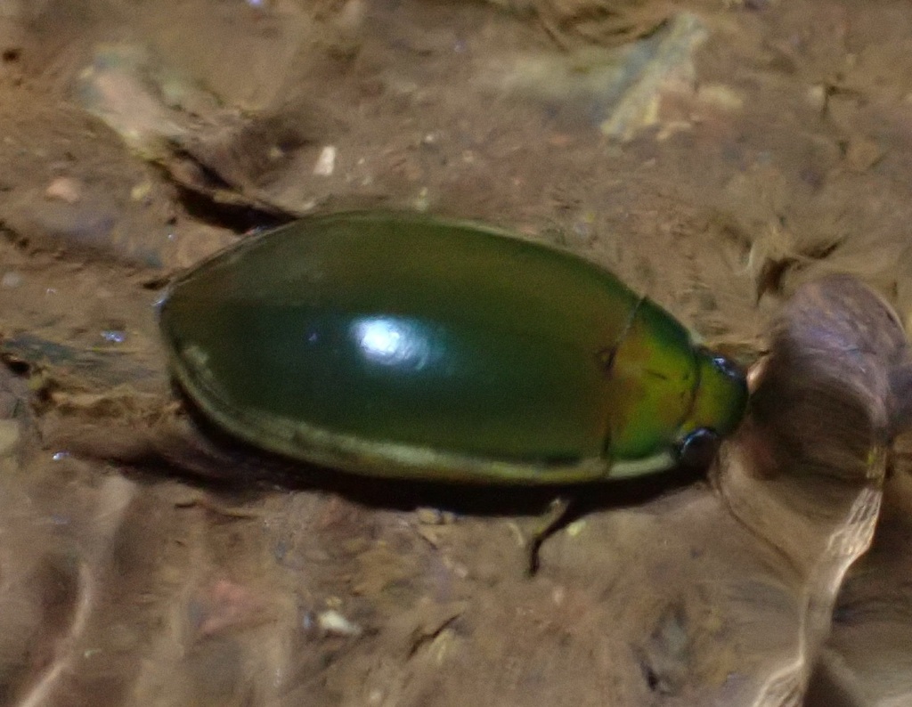 Cybister tripunctatus in September 2023 by simono · iNaturalist