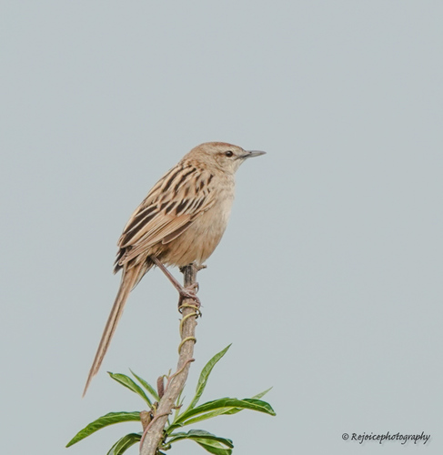 Genus Megalurus · iNaturalist