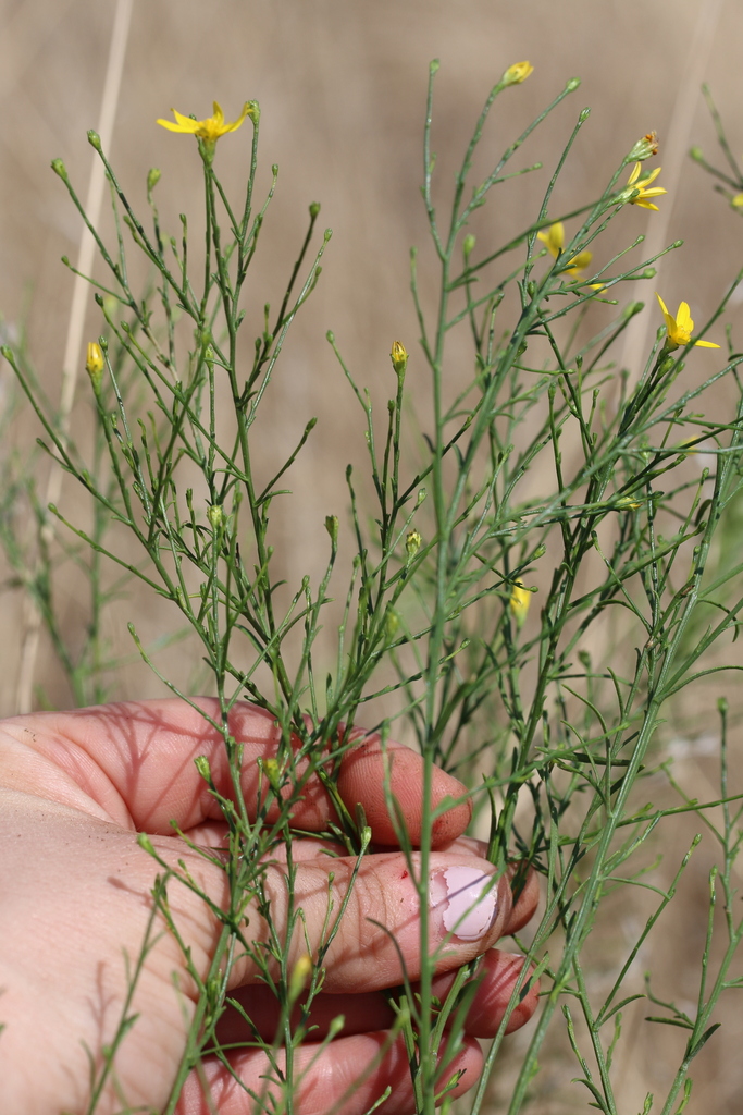 Texas Snakeweed from Tarrant County, TX, USA on September 20, 2023 at ...