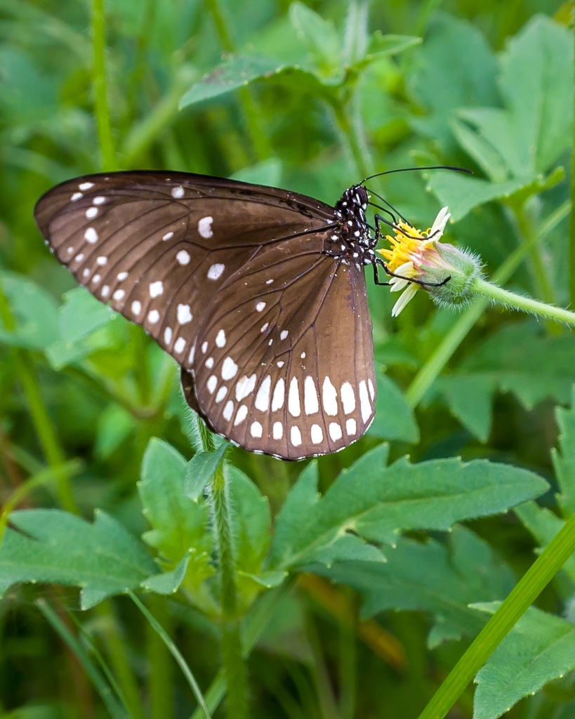 Common Crow Butterfly from Bardhaman University, Bardhaman, West Bengal ...