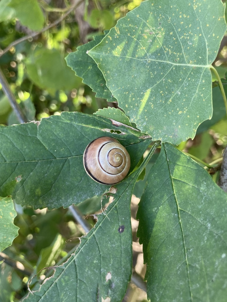 Brown-lipped Snail from Saint-Laurent, Montreal, QC, Canada on ...