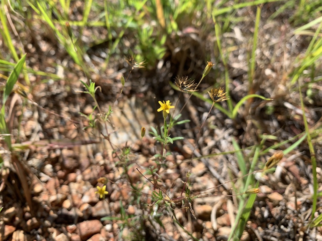 west indian cinchweed in September 2023 by Octavio Rivera Hernández ...