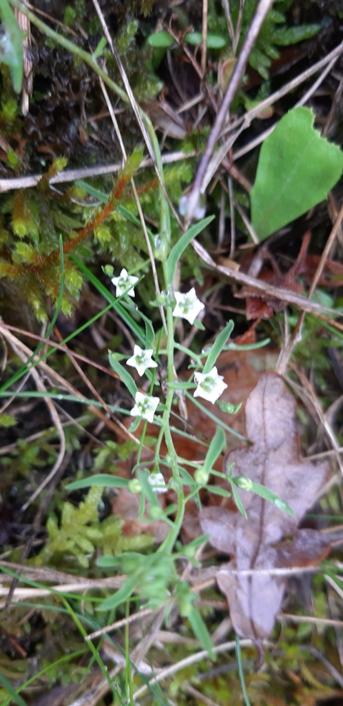 Meadow Bastard Toadflax from União das freguesias de Castro Laboreiro e ...