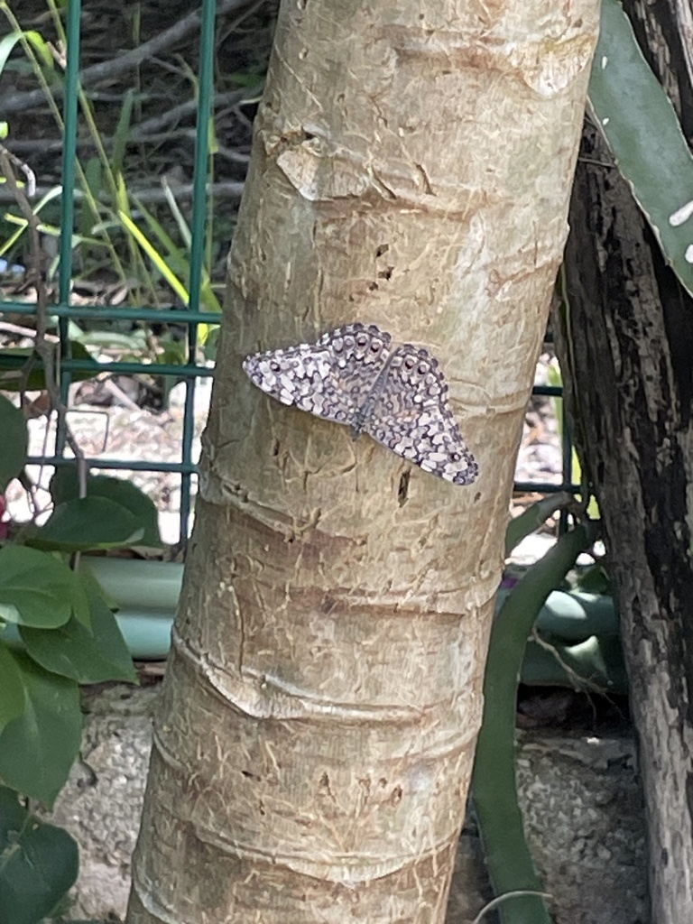 Hamadryas februa ferentina from El Cielo, Playa del Carmen, Q. Roo., MX ...