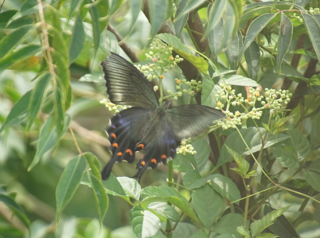 Japanese Peacock Swallowtail from Futo, Itō, Shizuoka 413-0231, Japan ...