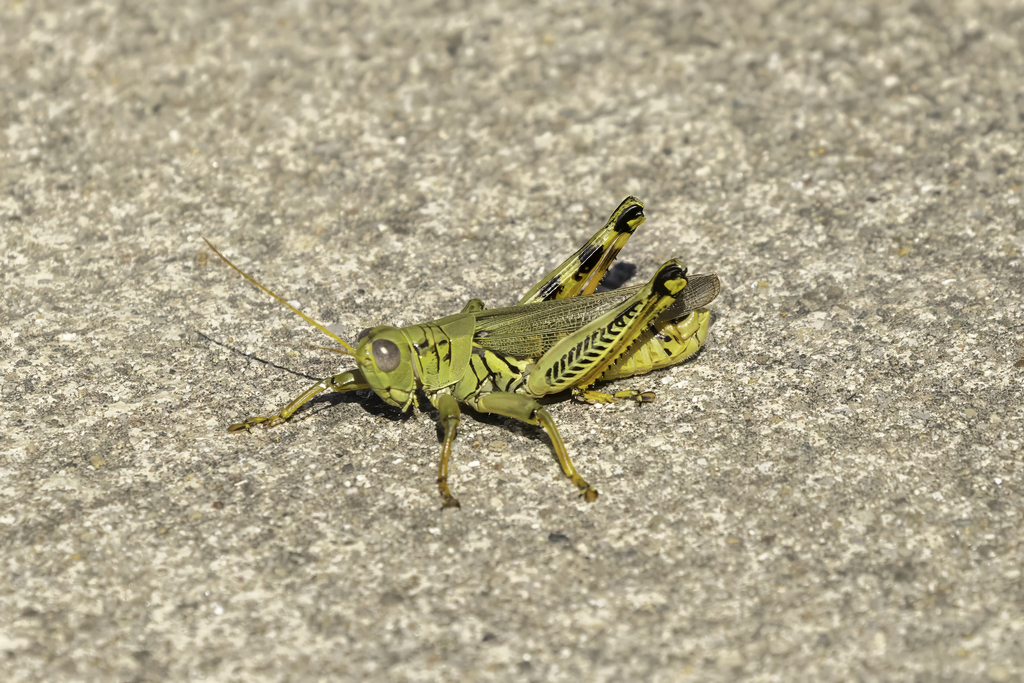 Differential Grasshopper from Mt Lookout, Cincinnati, OH, USA on ...