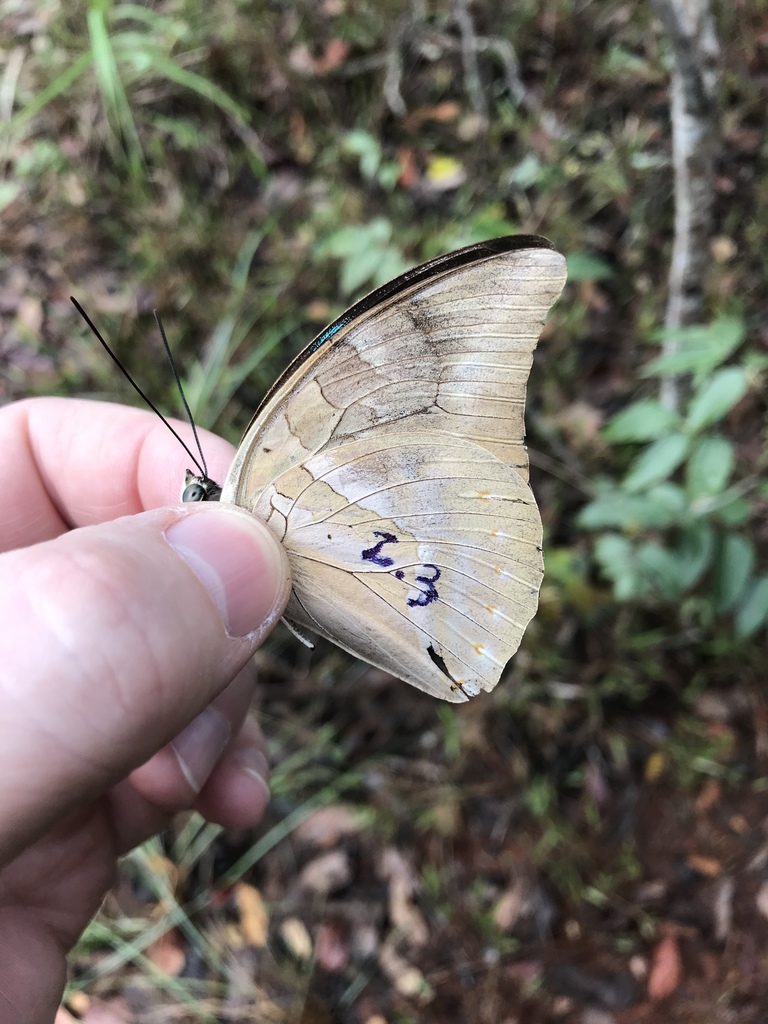 One-spotted Prepona from Jardim Botanico, Brasília, DF, BR on March 1 ...
