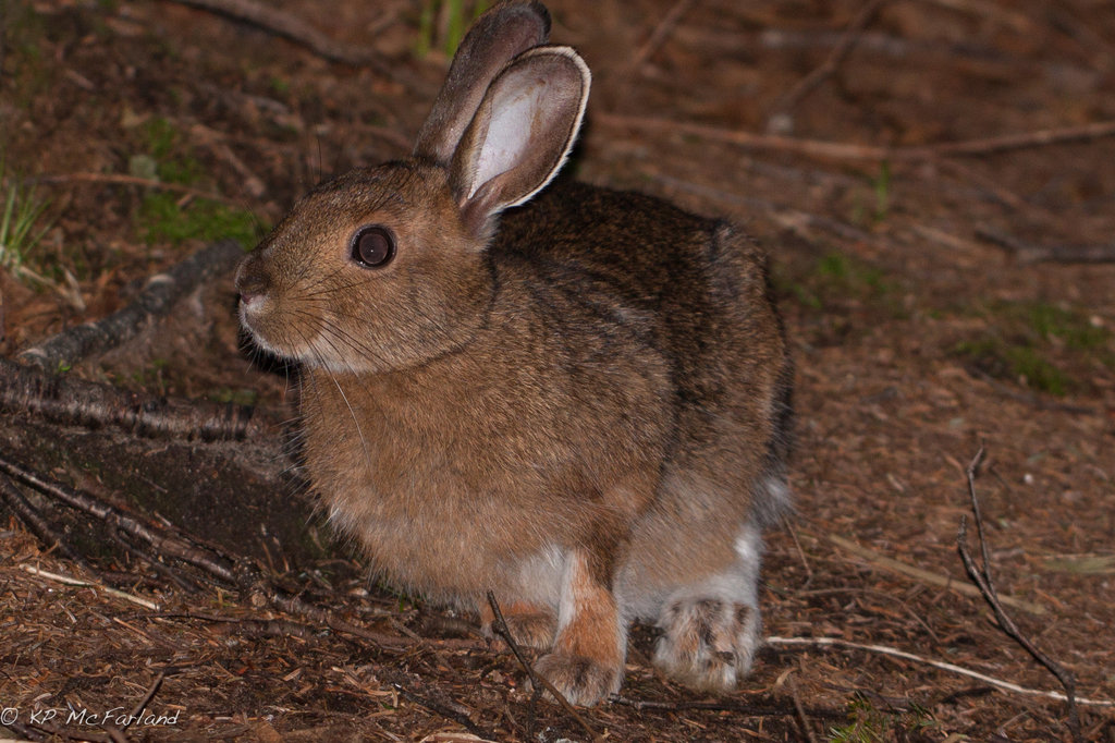 Snowshoe Hare (First State NHP Mammals) · iNaturalist