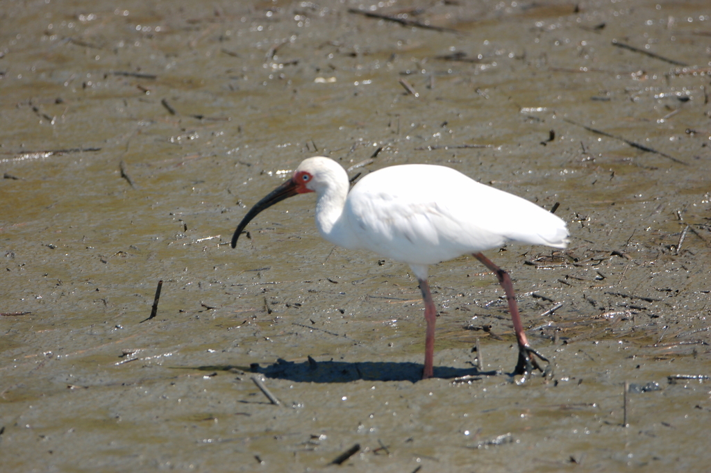 White Ibis from Georgetown County, SC, USA on September 9, 2023 at 02: ...