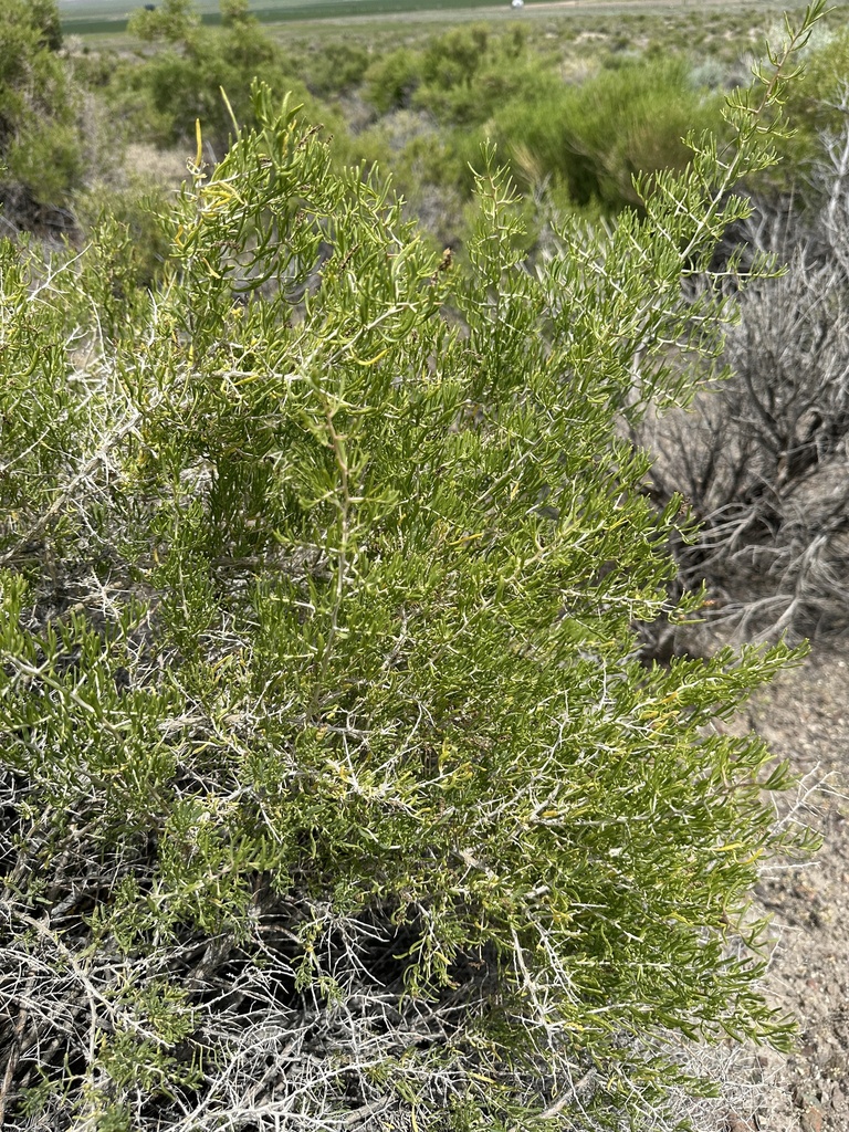 Greasewood from Harney, Oregon, United States on June 27, 2023 at 01:33 ...