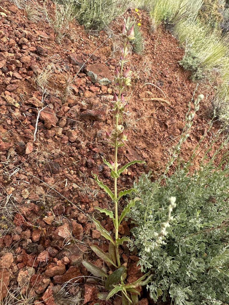 Penstemon from Harney, Oregon, United States on June 27, 2023 at 01:52 ...
