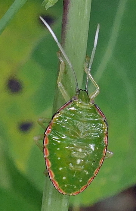 Stink Bugs from Zona rural de Paudalho - Pernambuco on September 2 ...