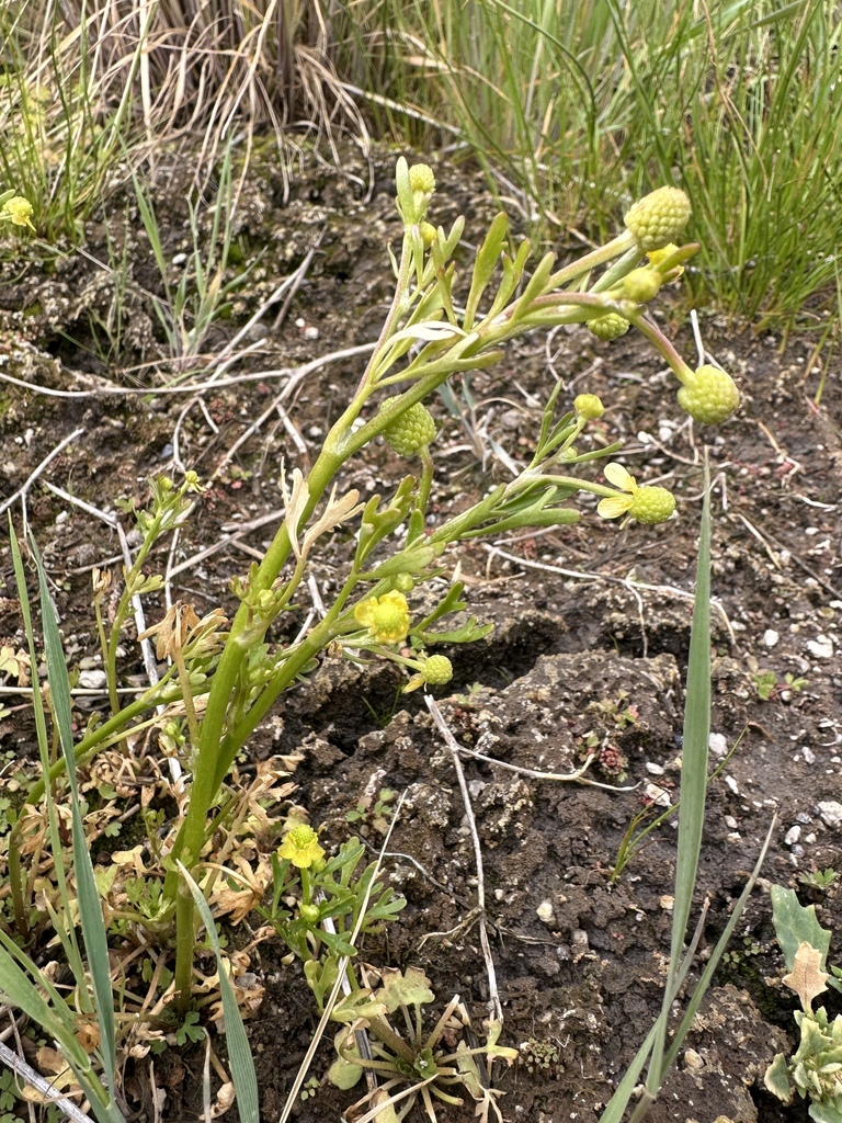 Ranunculus sceleratus multifidus from Humboldt, Nevada, United States ...