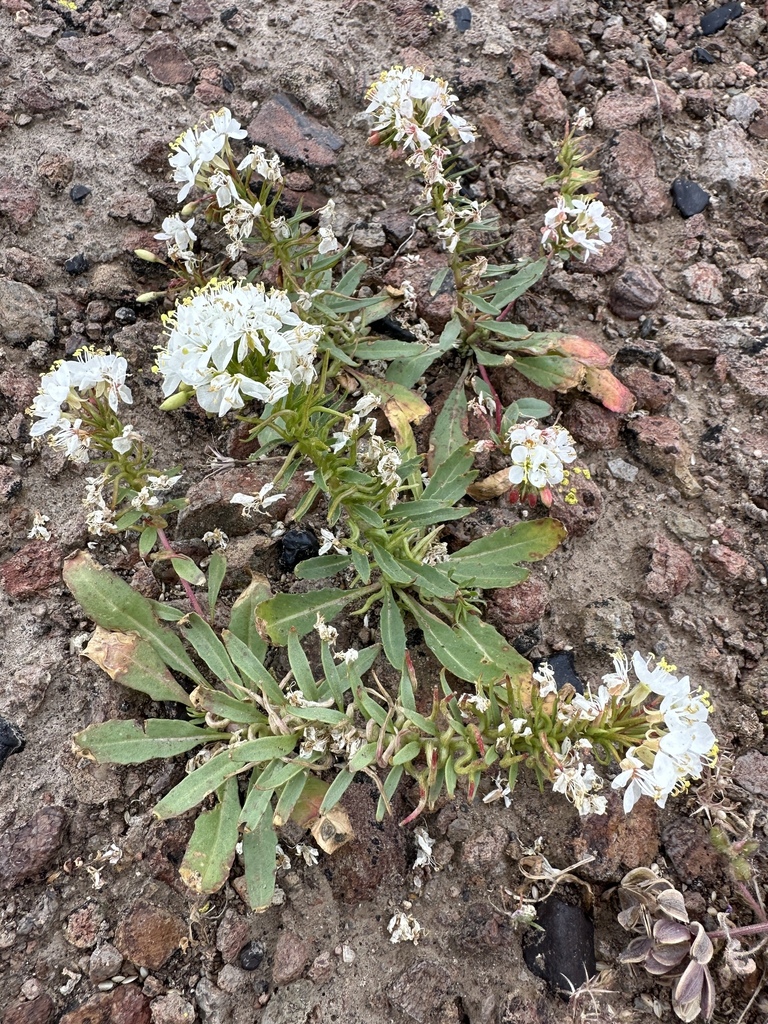 Booth's Evening Primrose from Humboldt, Nevada, United States on June ...