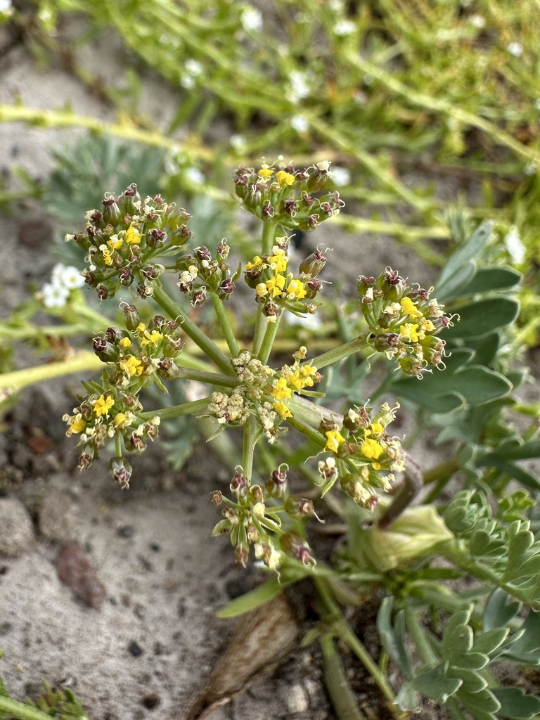 Donnell's Biscuitroot from Lake, Oregon, United States on June 27, 2023 ...