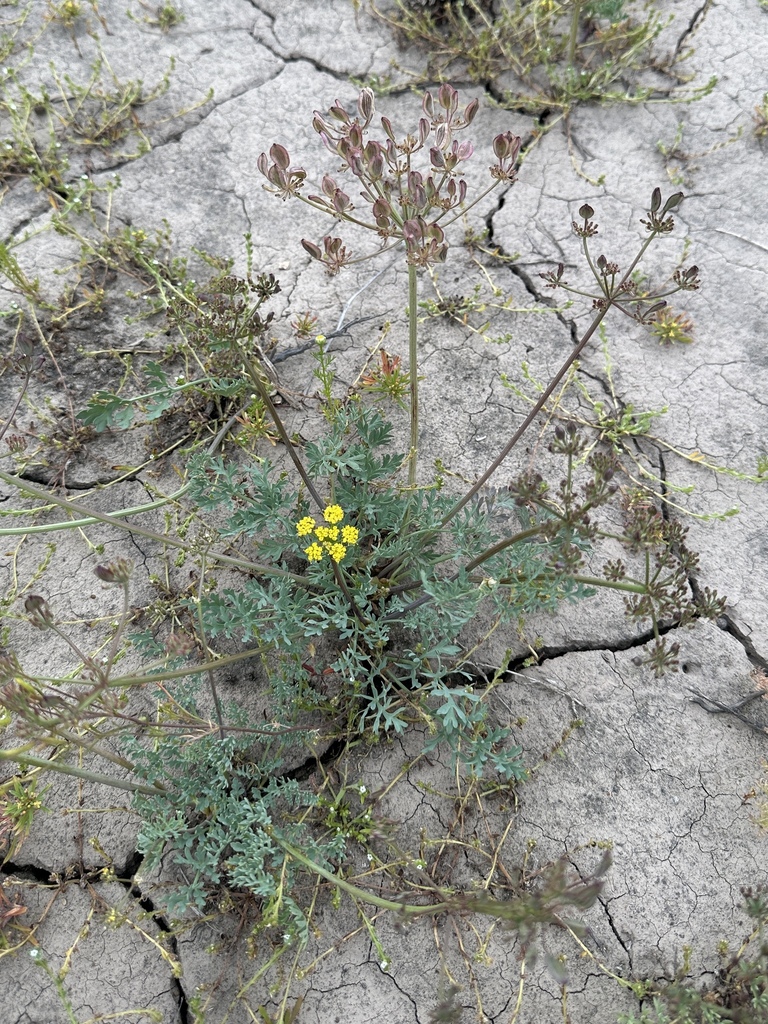 Donnell's Biscuitroot from Lake, Oregon, United States on June 27, 2023 ...