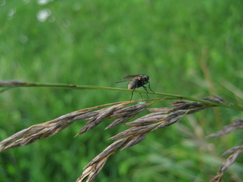 Phaoniinae in August 2023 by oduvanchiik · iNaturalist