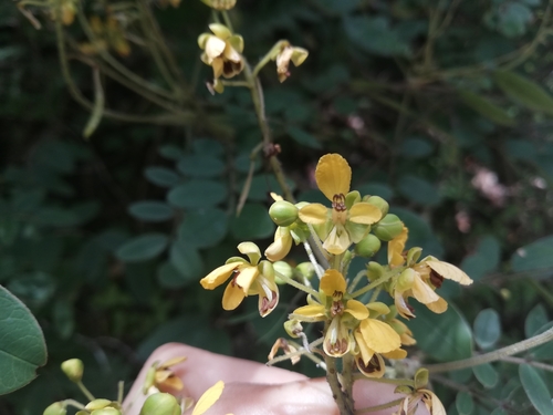 Senna guatemalensis · iNaturalist Mexico