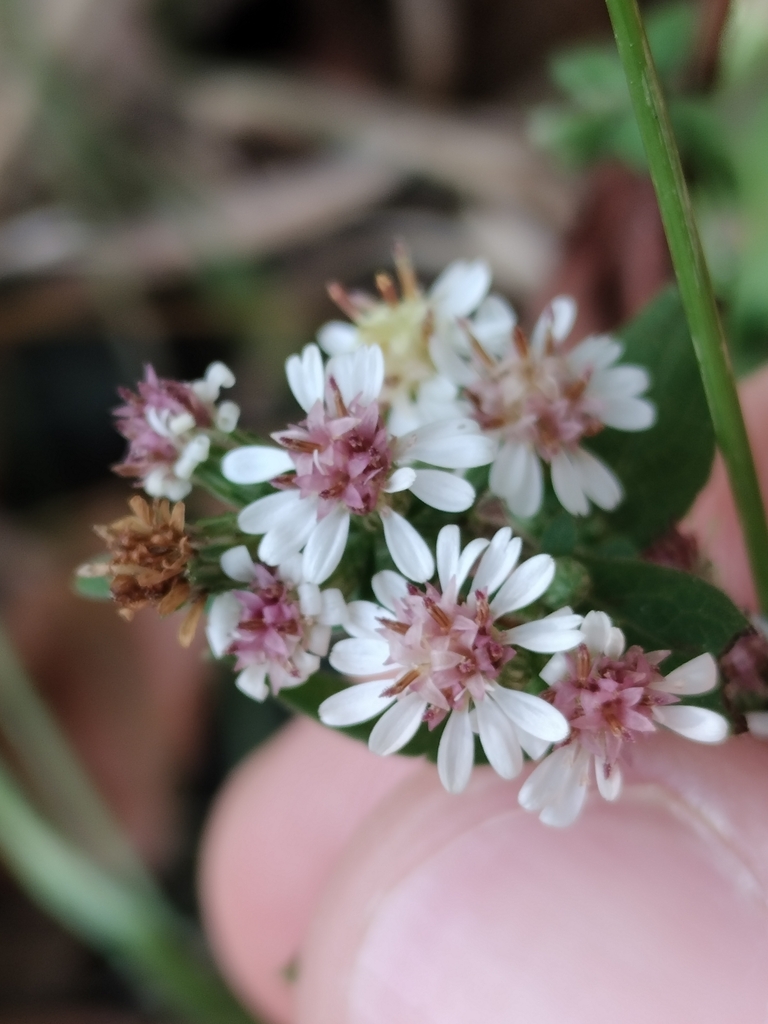 calico aster in September 2023 by Tony Rozewski · iNaturalist