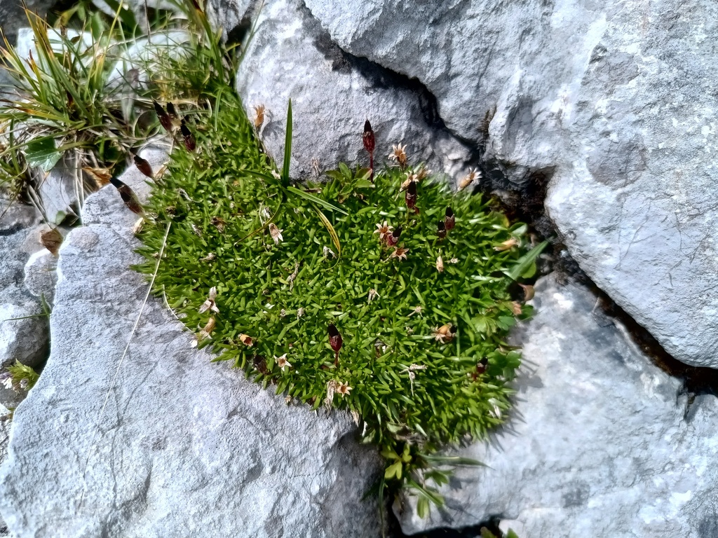 Moss Campion from Hallstatt, Rakousko on August 23, 2023 at 01:18 PM by ...