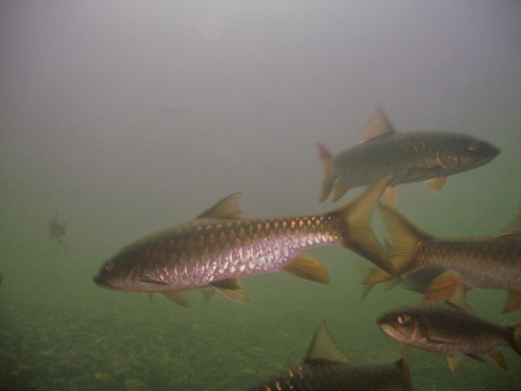 Blue Mahseer Barb (Neolissochilus stracheyi) - Marine Life Identification