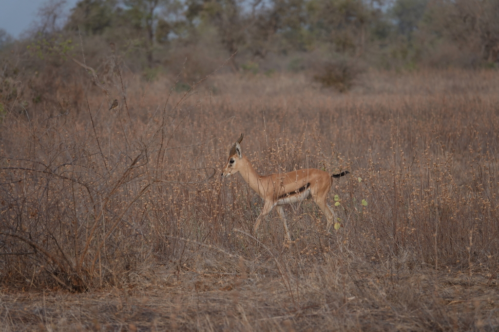 Red-fronted Gazelle (Eudorcas rufifrons) - Know Your Mammals