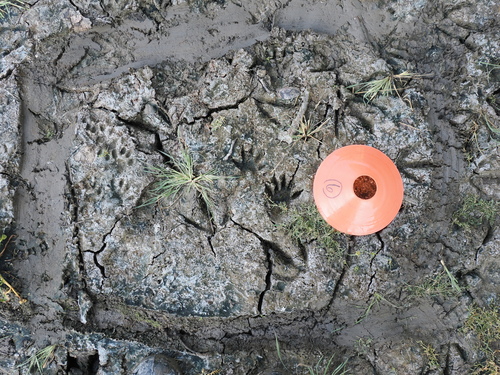 Raccoon Tracks – NatureTracking